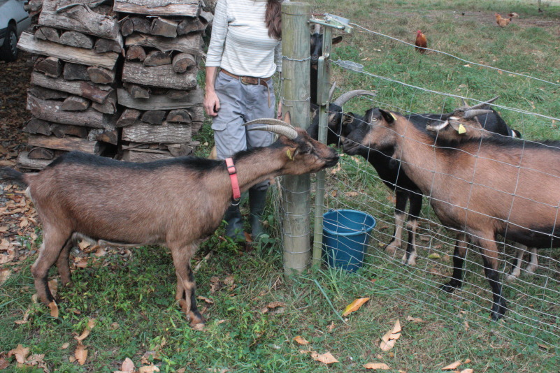 Introducing New Goats: How to Minimize Stress - Goat Journal